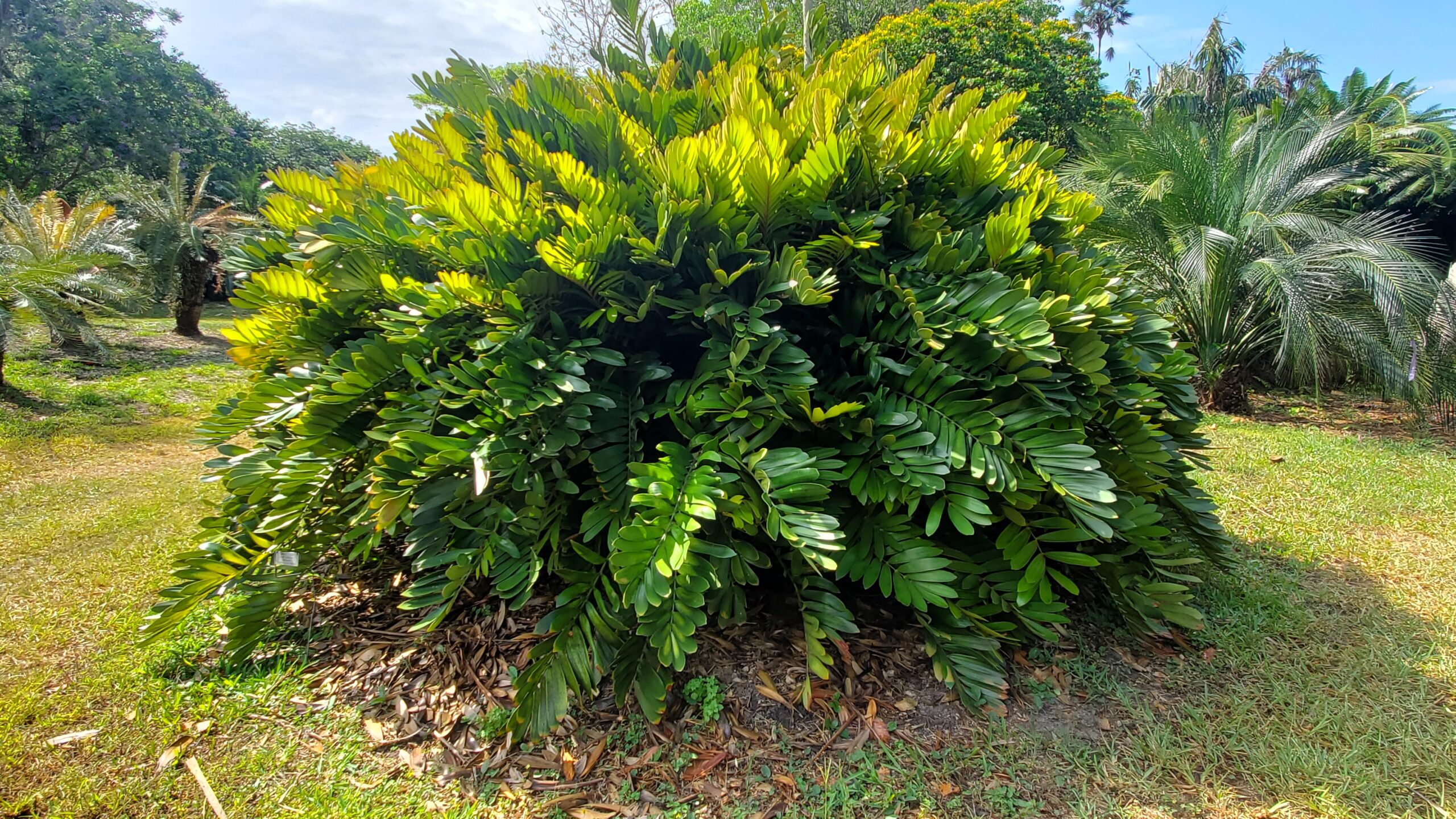 Zamia furfuracea – Botanical Auctions