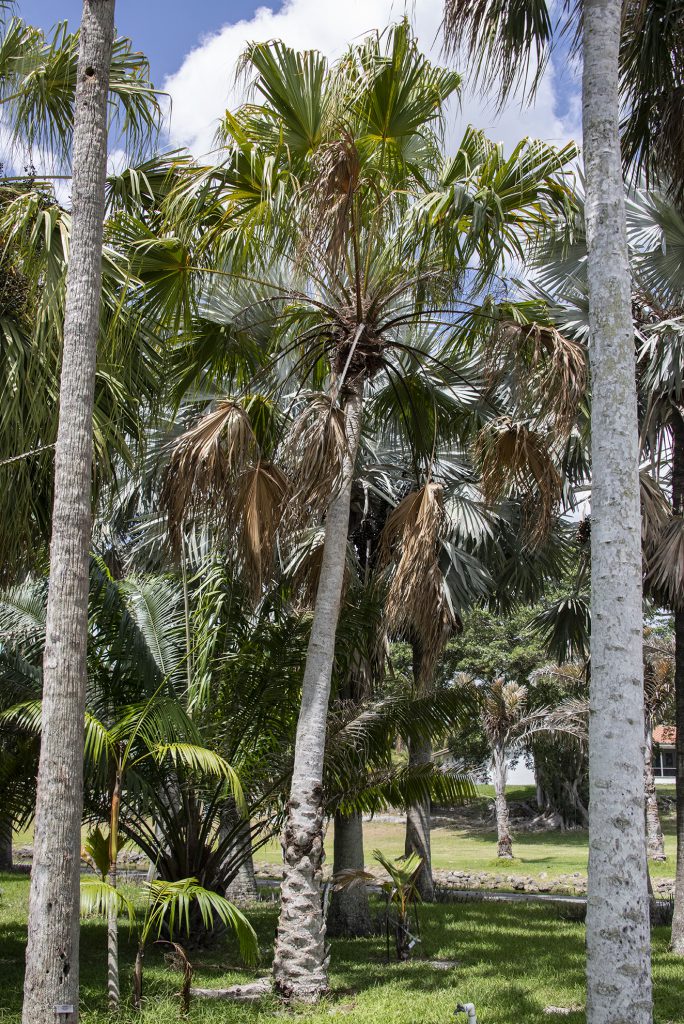 Livistona saribus – Botanical Auctions