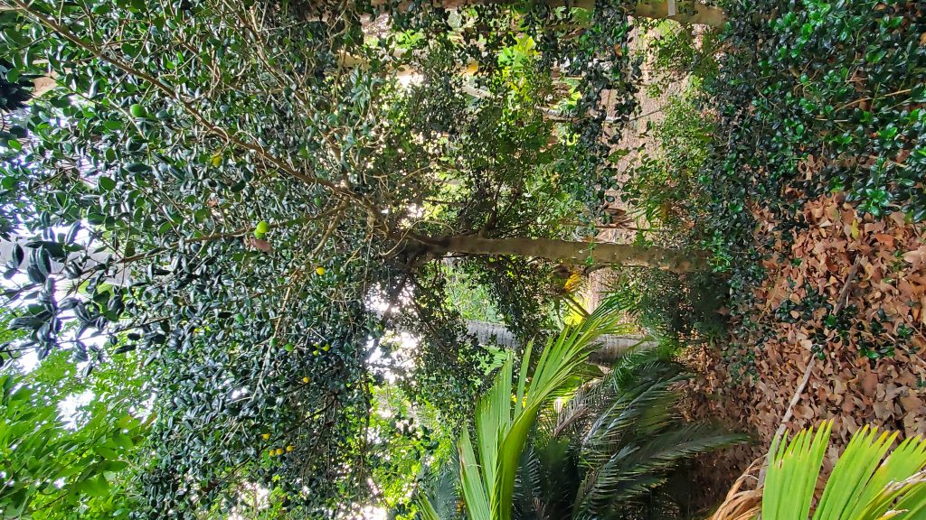 Rheedia aristata – Botanical Auctions