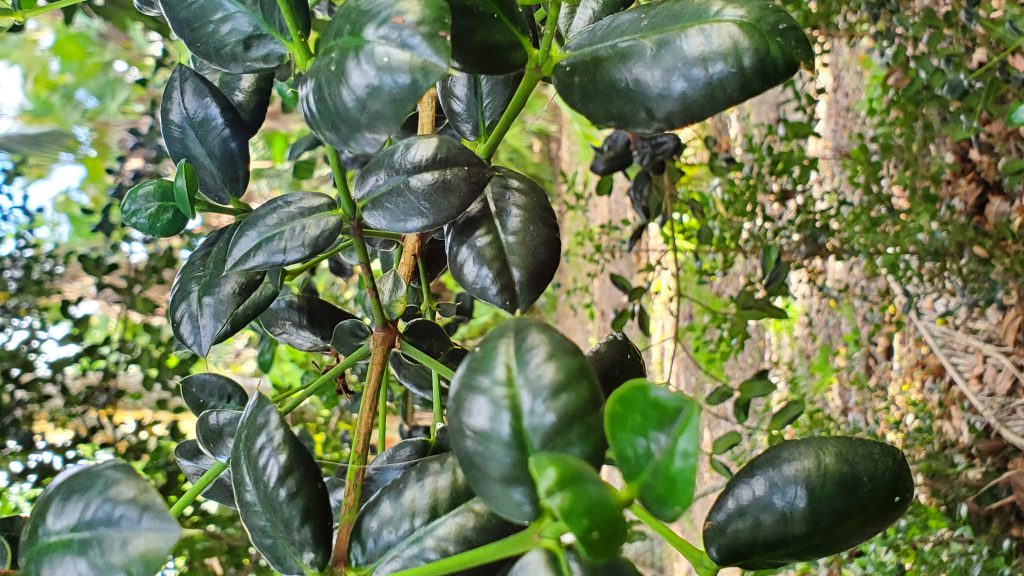 Rheedia aristata – Botanical Auctions