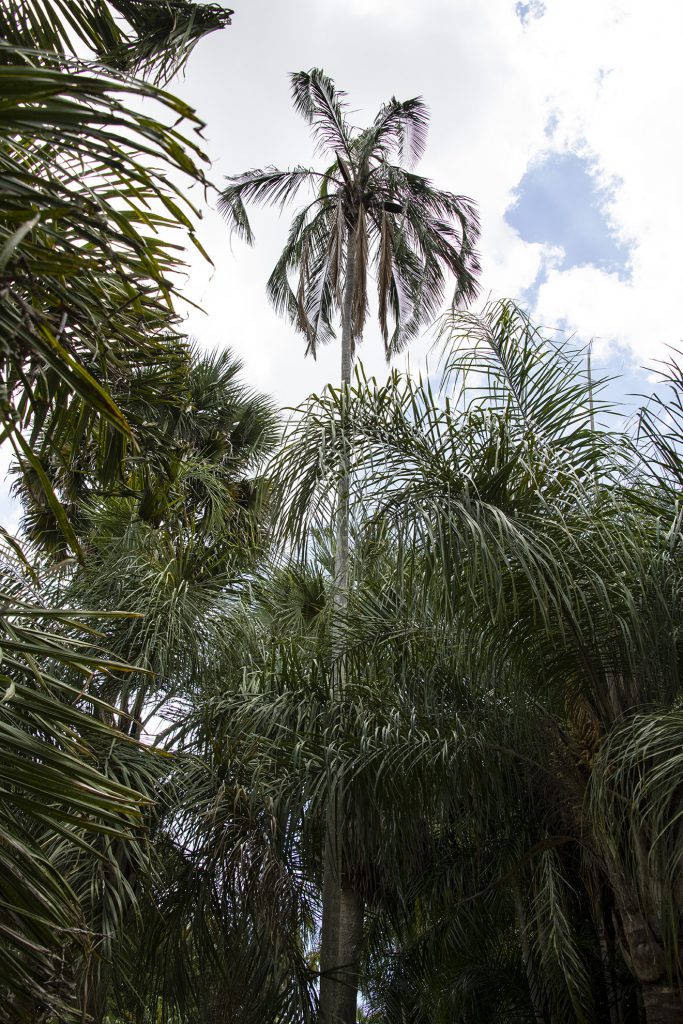 Syagrus botryophora – Botanical Auctions