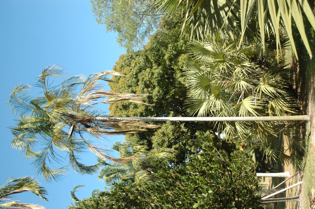 Syagrus botryophora – Botanical Auctions