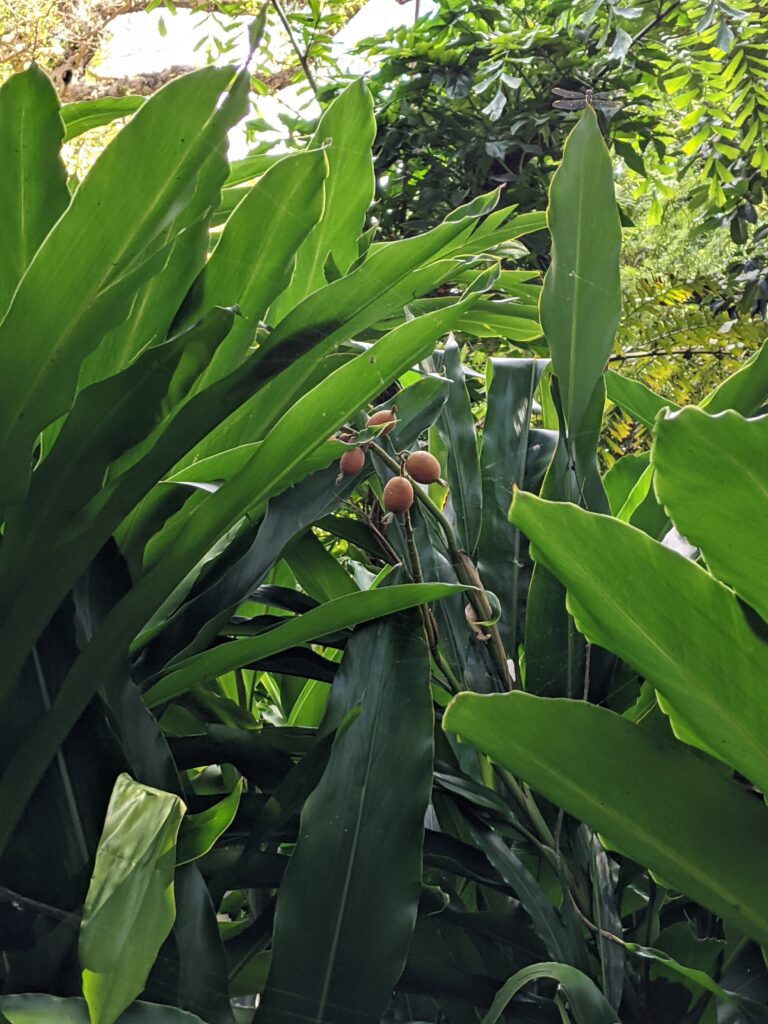 Alpinia katsumadai – Botanical Auctions