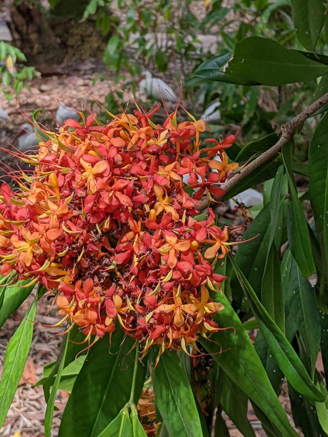 Saraca declinata – Botanical Auctions