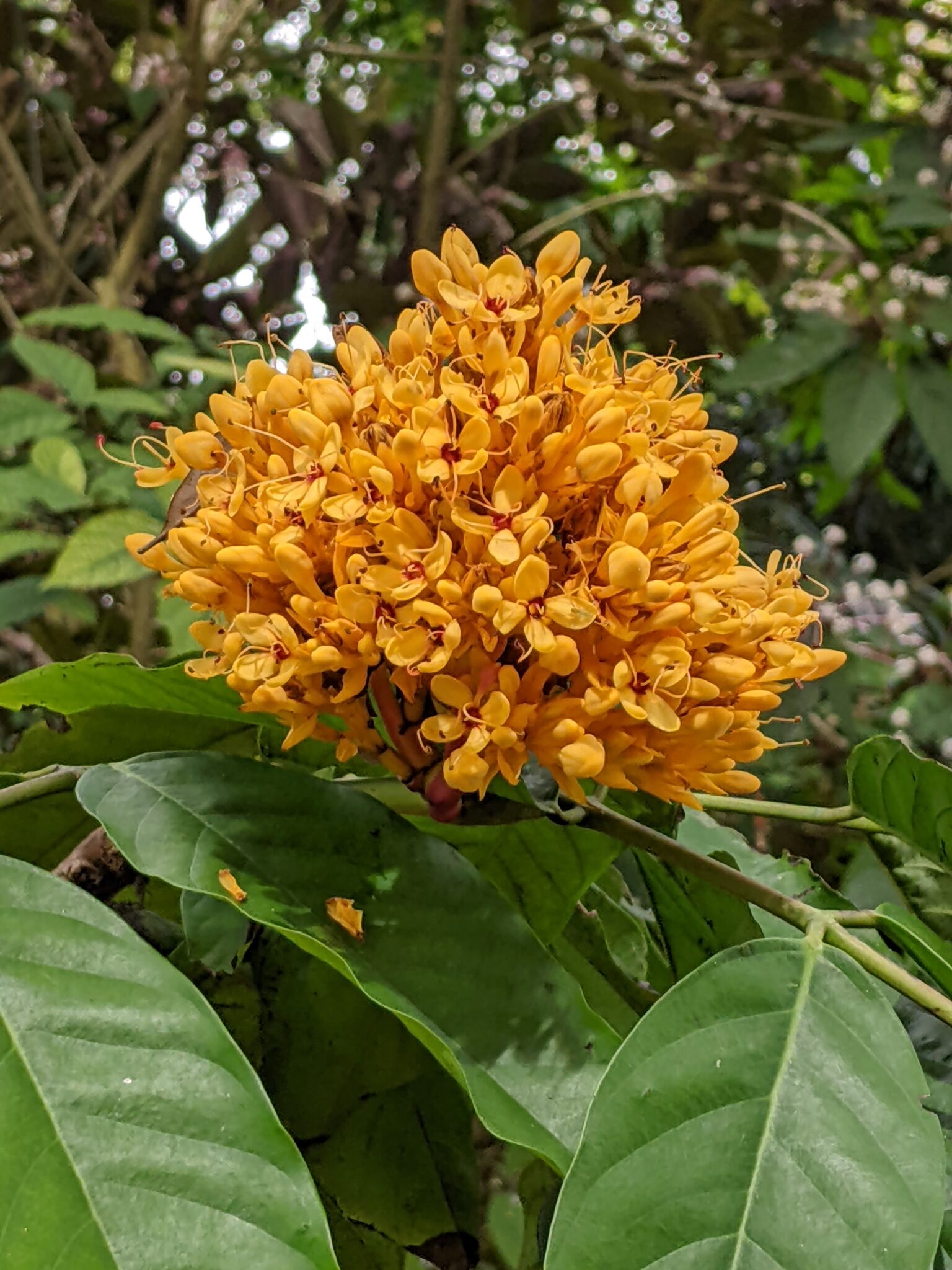 Saraca chinensis – Botanical Auctions