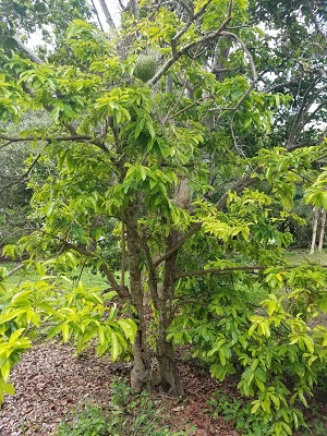 Annona muricata – Botanical Auctions