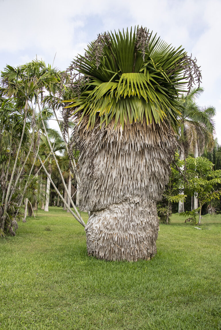 Copernicia macroglossa – Botanical Auctions