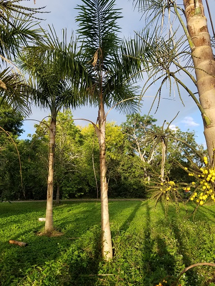 Gaussia maya – Botanical Auctions