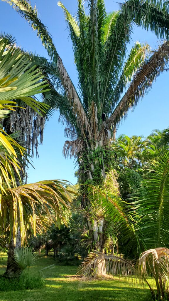 Attalea guacuyule – Botanical Auctions