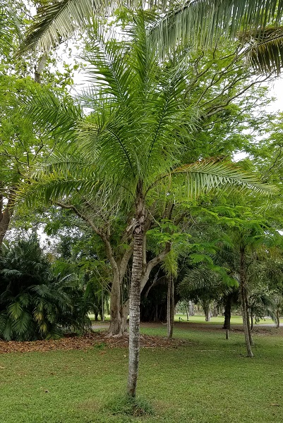 Syagrus cearensis – Botanical Auctions