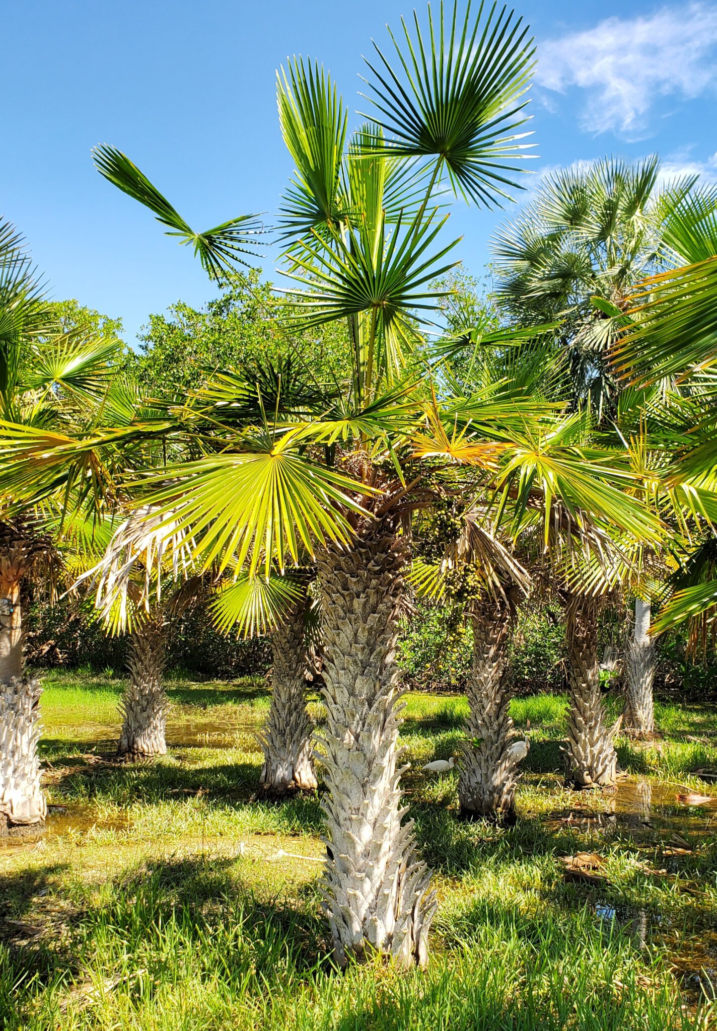 Copernicia tectorum – Botanical Auctions