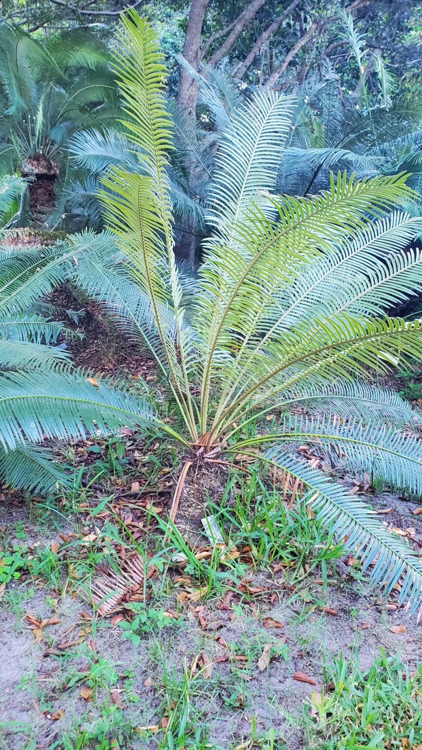 Cycas siamensis – Botanical Auctions