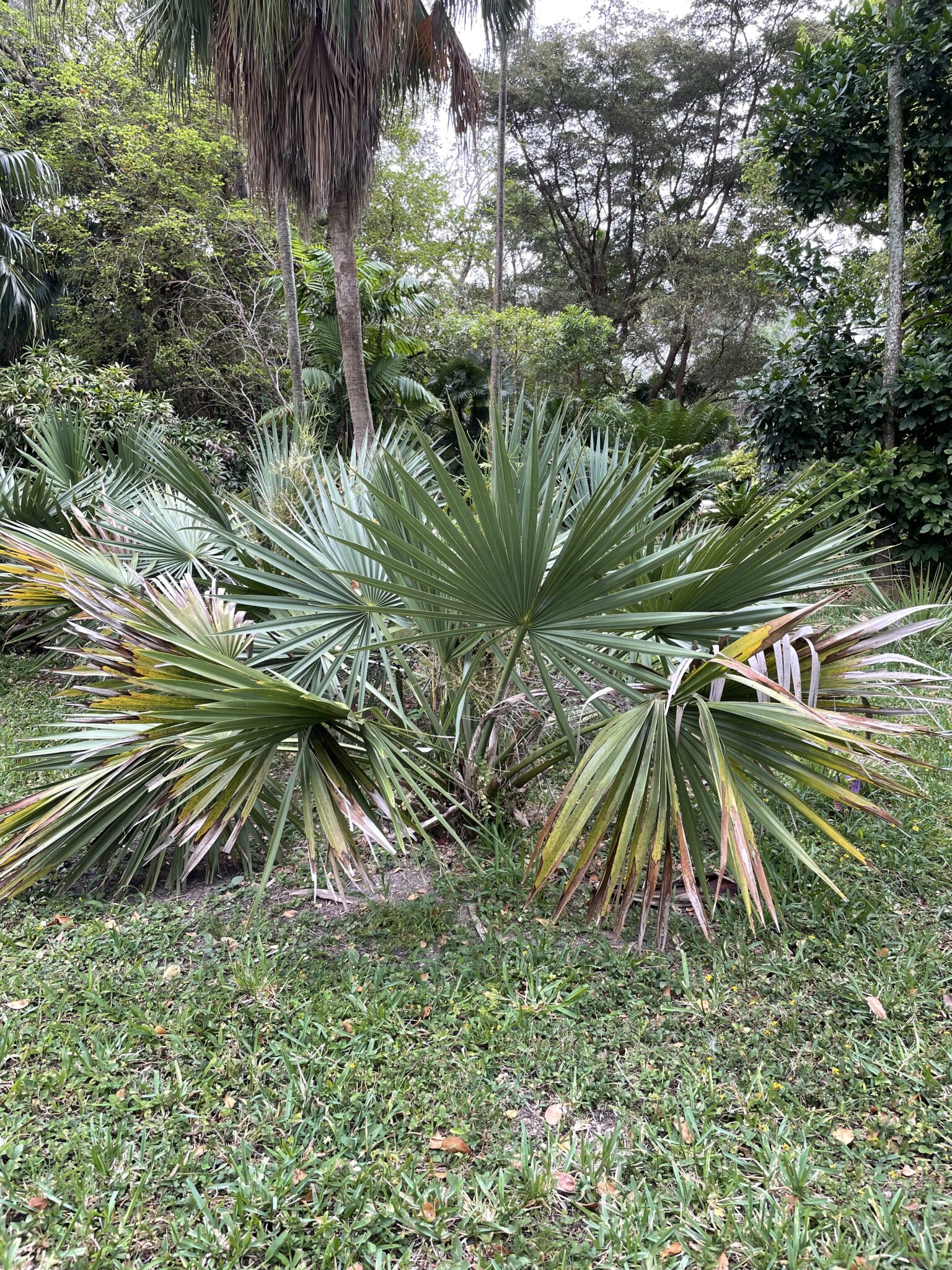 Sabal minor – Botanical Auctions