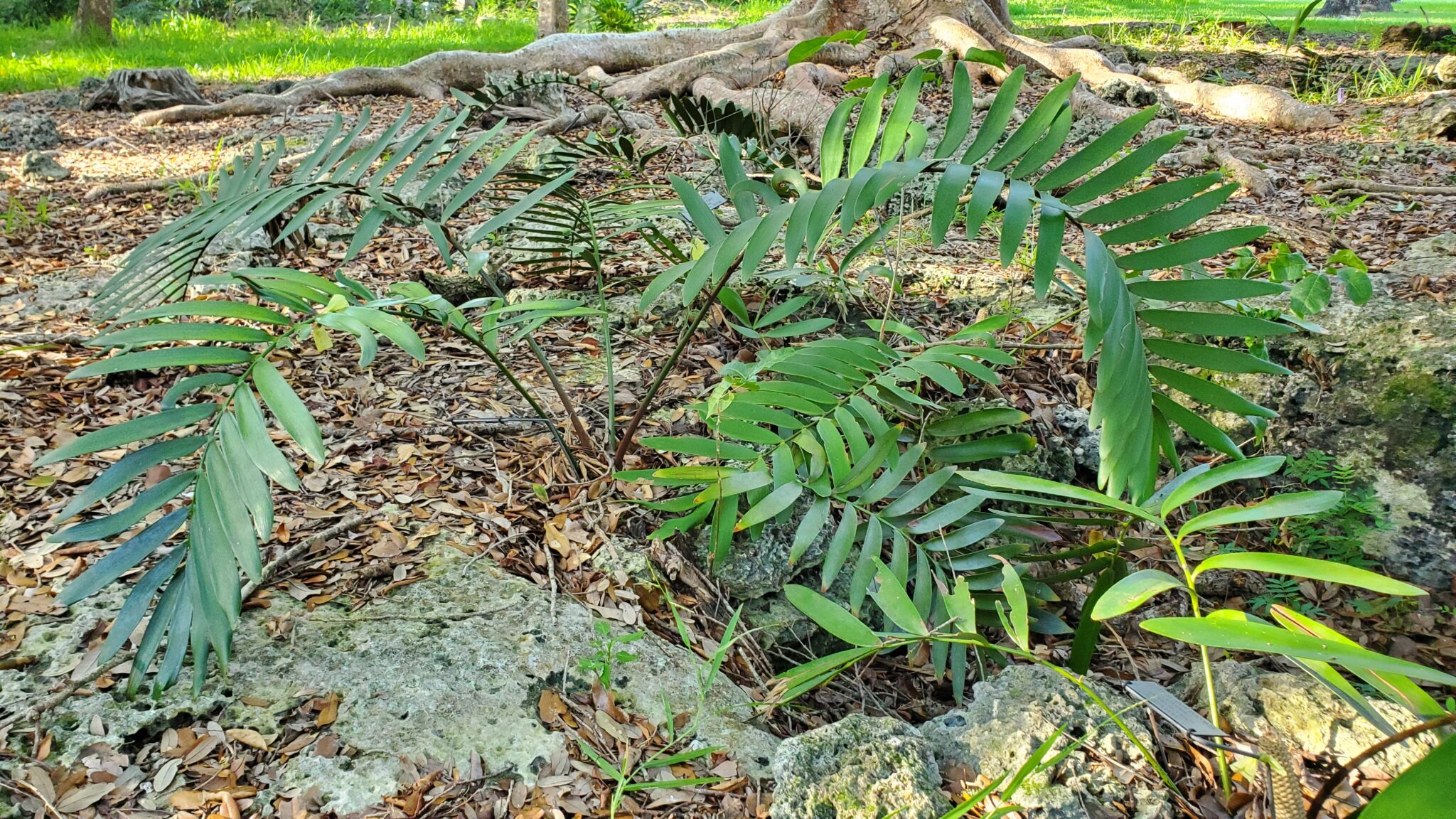 Zamia meermanii – Botanical Auctions