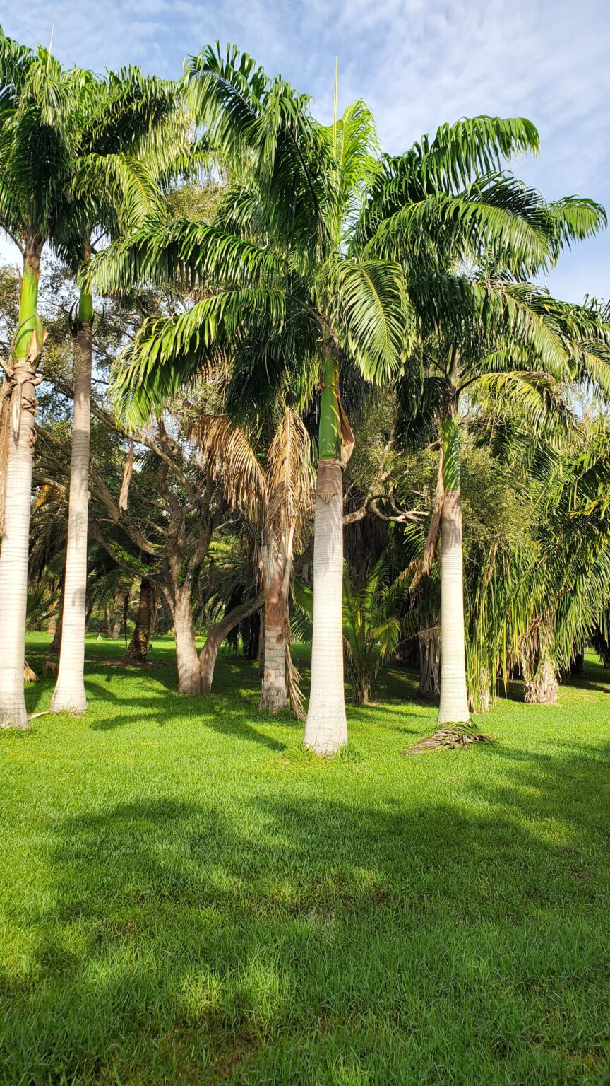 Roystonea oleracea – Botanical Auctions