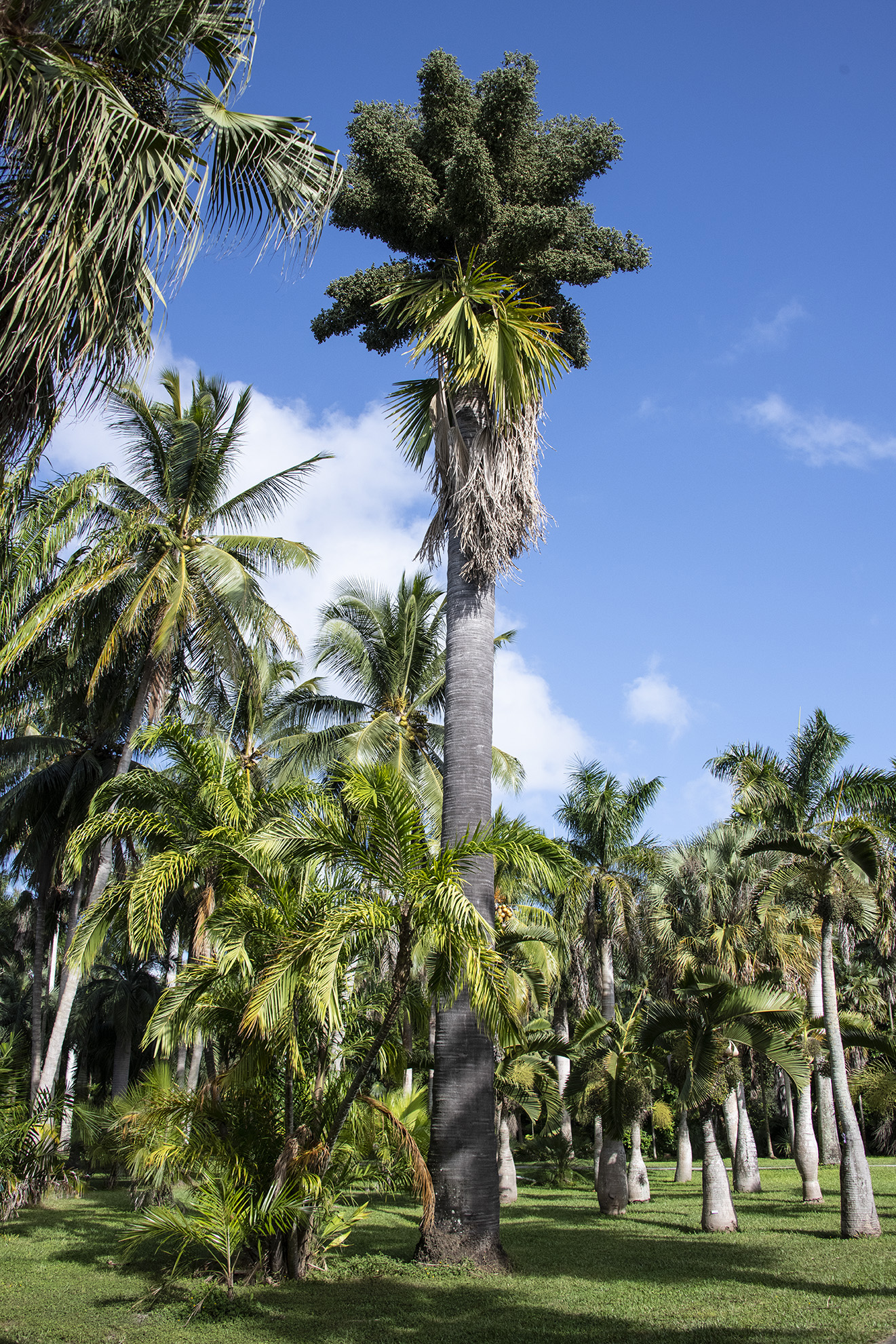 Corypha utan – Botanical Auctions