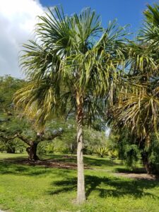 Sabal mauritiiformis – Botanical Auctions