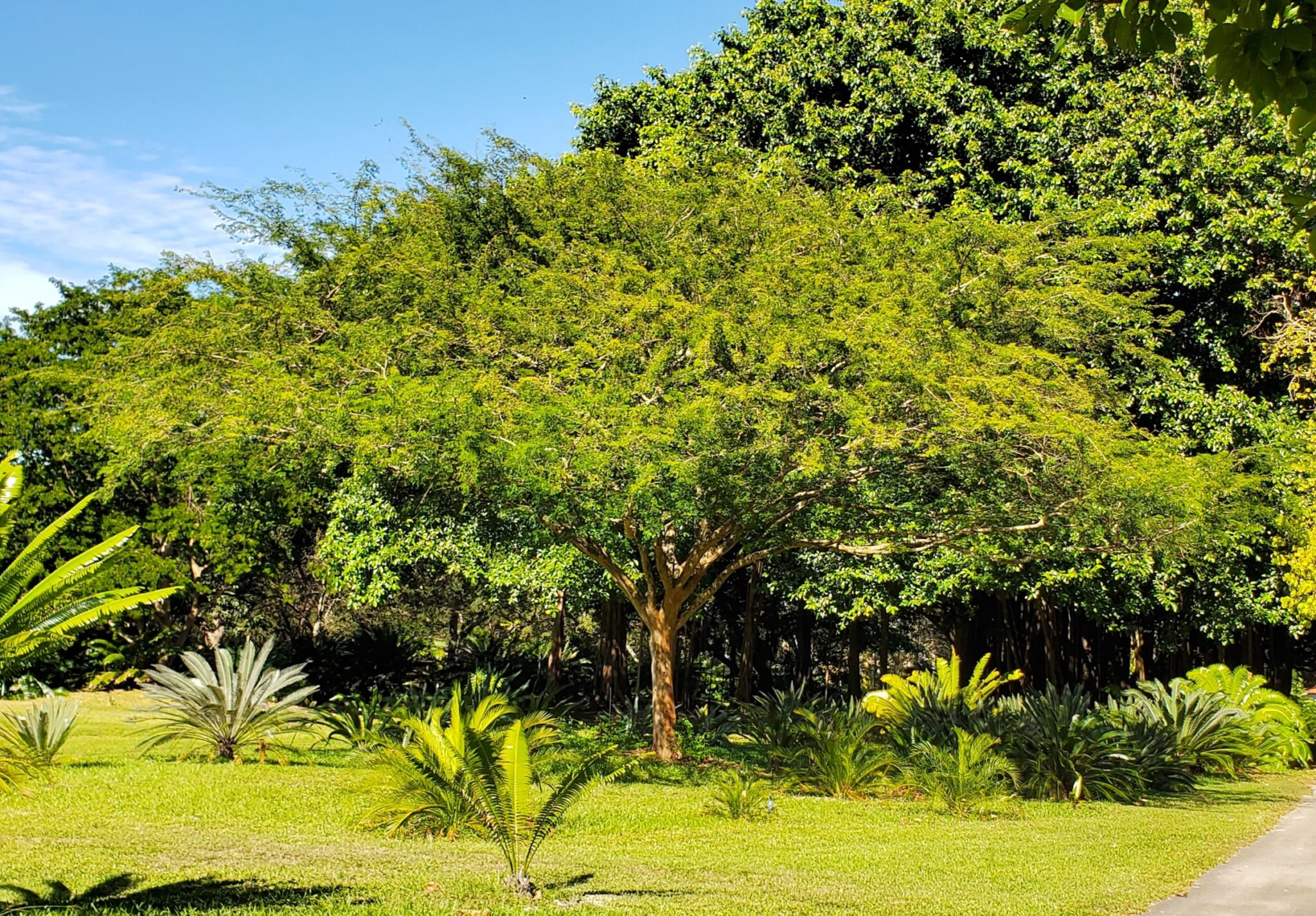 Caesalpinia granadillo – Botanical Auctions