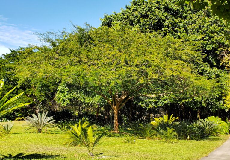 Caesalpinia granadillo – Botanical Auctions