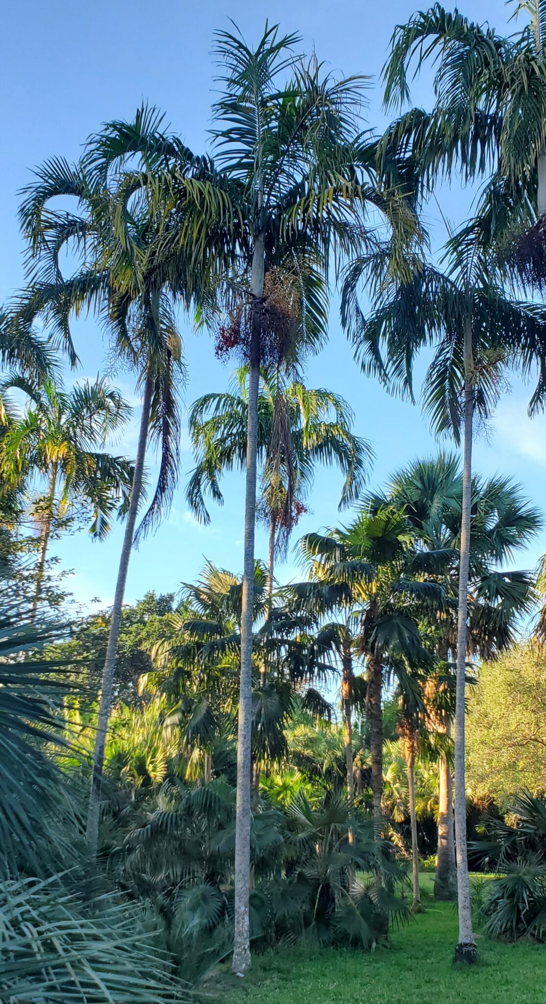 Carpentaria acuminata – Botanical Auctions