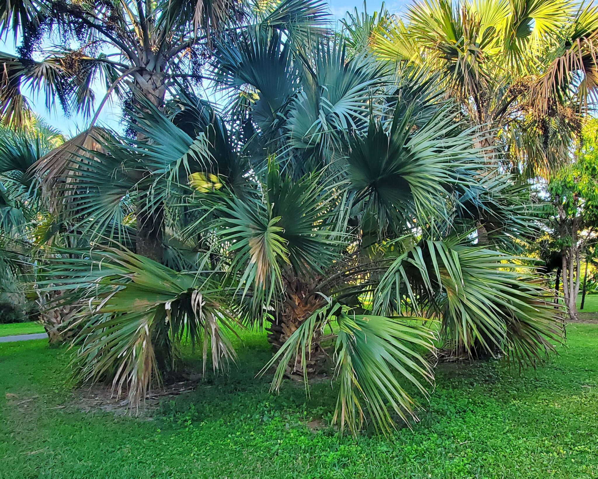 Sabal bermudana – Botanical Auctions