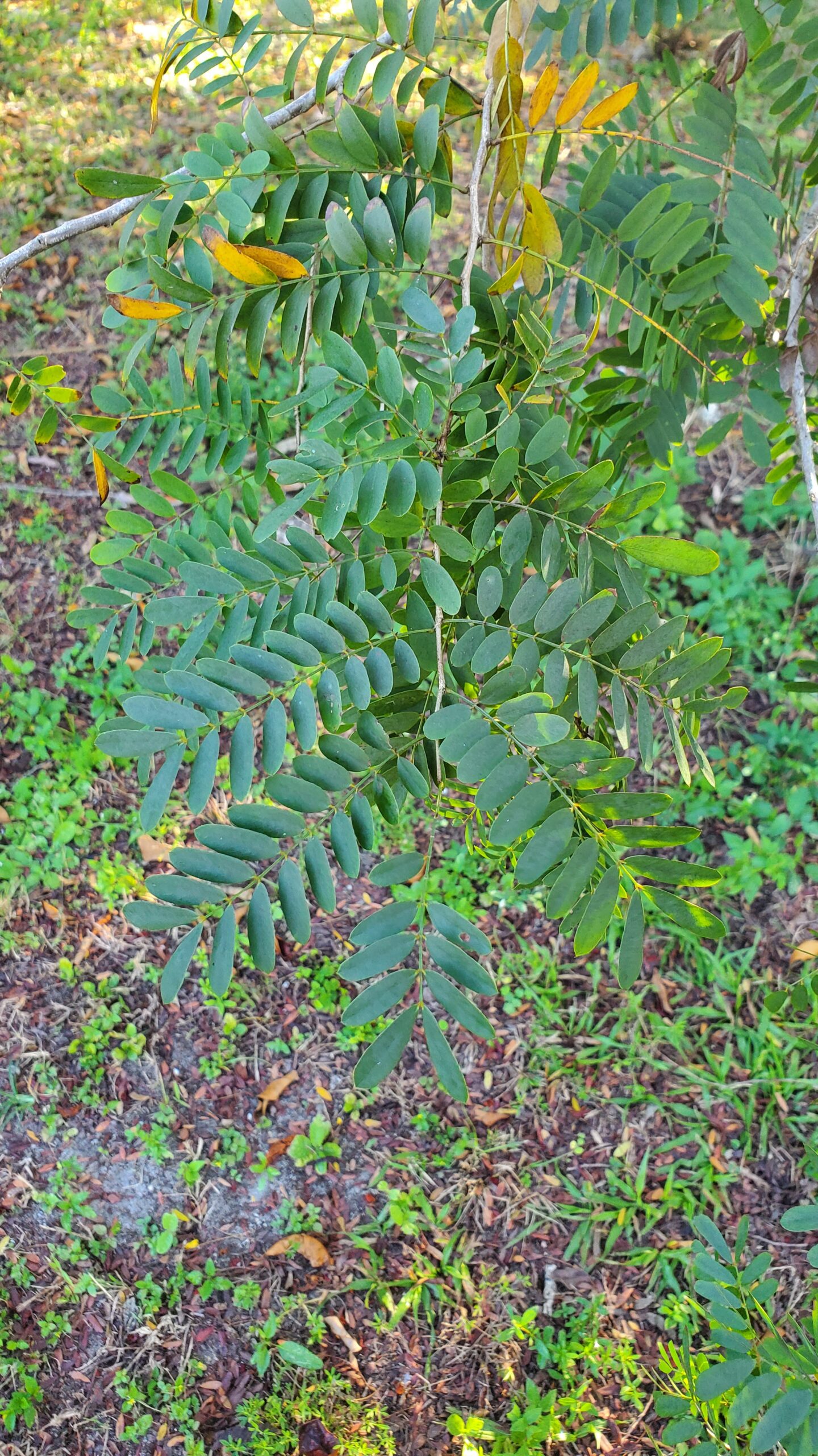 Senna angustisiliqua – Botanical Auctions
