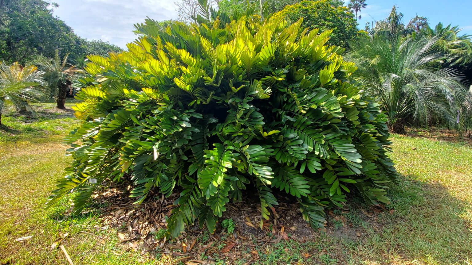 Zamia furfuracea – Botanical Auctions
