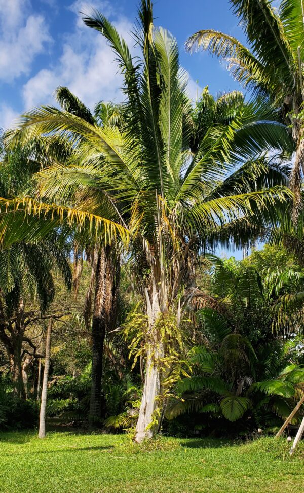Attalea speciosa – Botanical Auctions