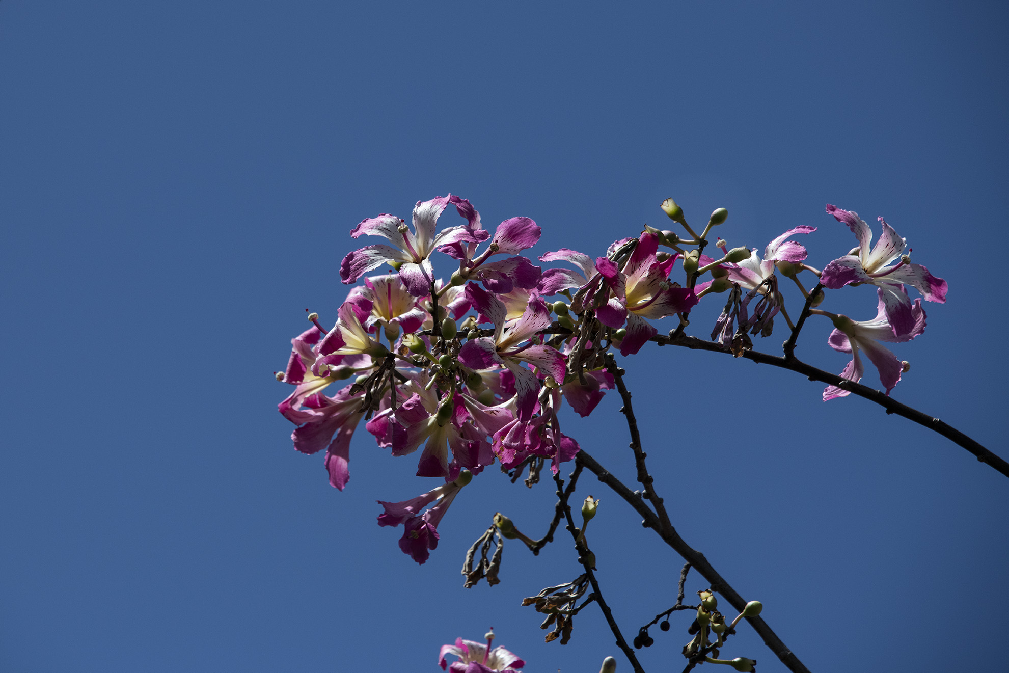 Ceiba speciosa – Botanical Auctions
