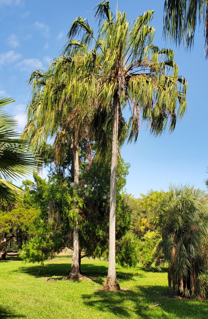 Livistona decora – Botanical Auctions