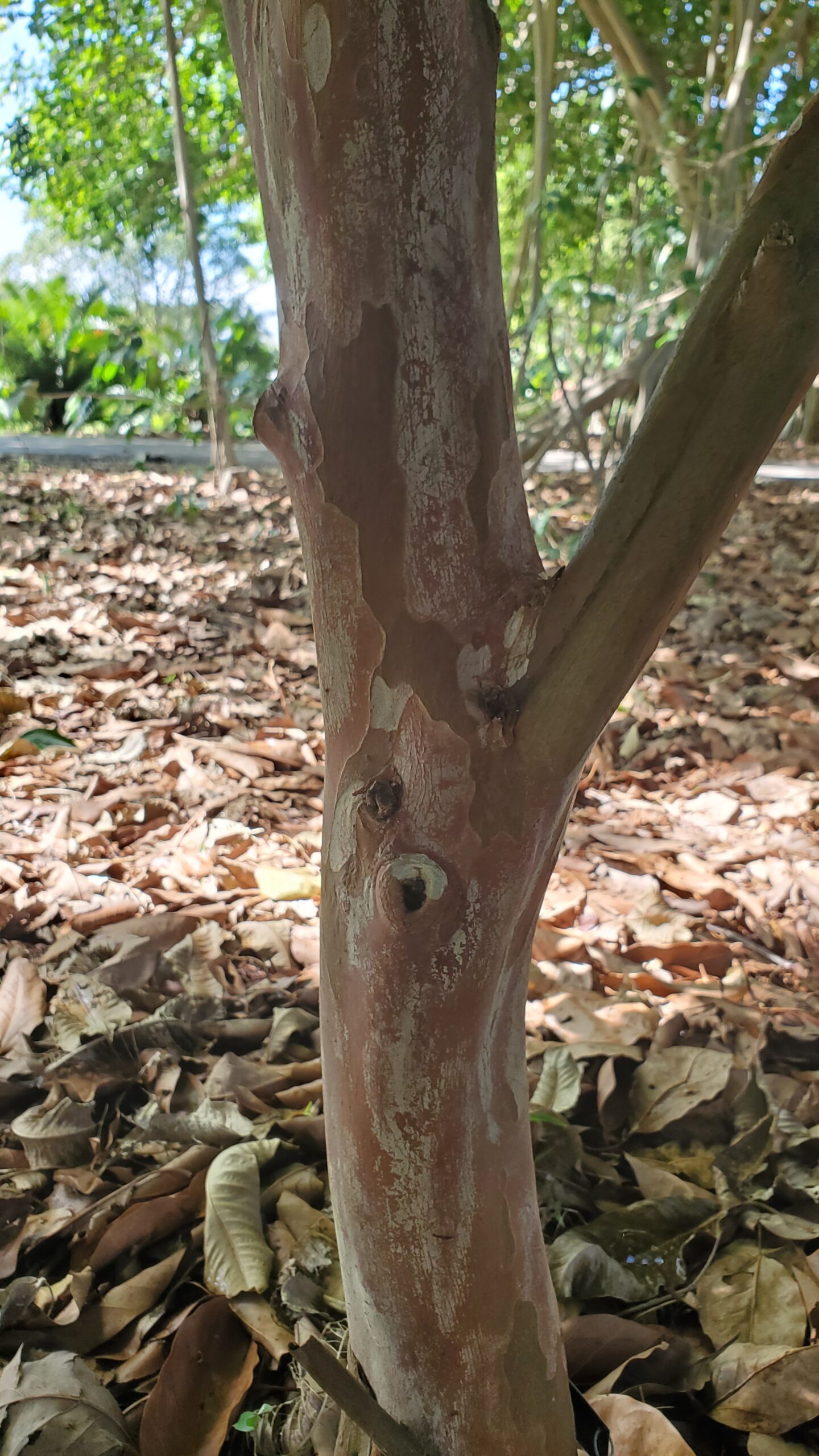 Myrciaria vexator – Botanical Auctions