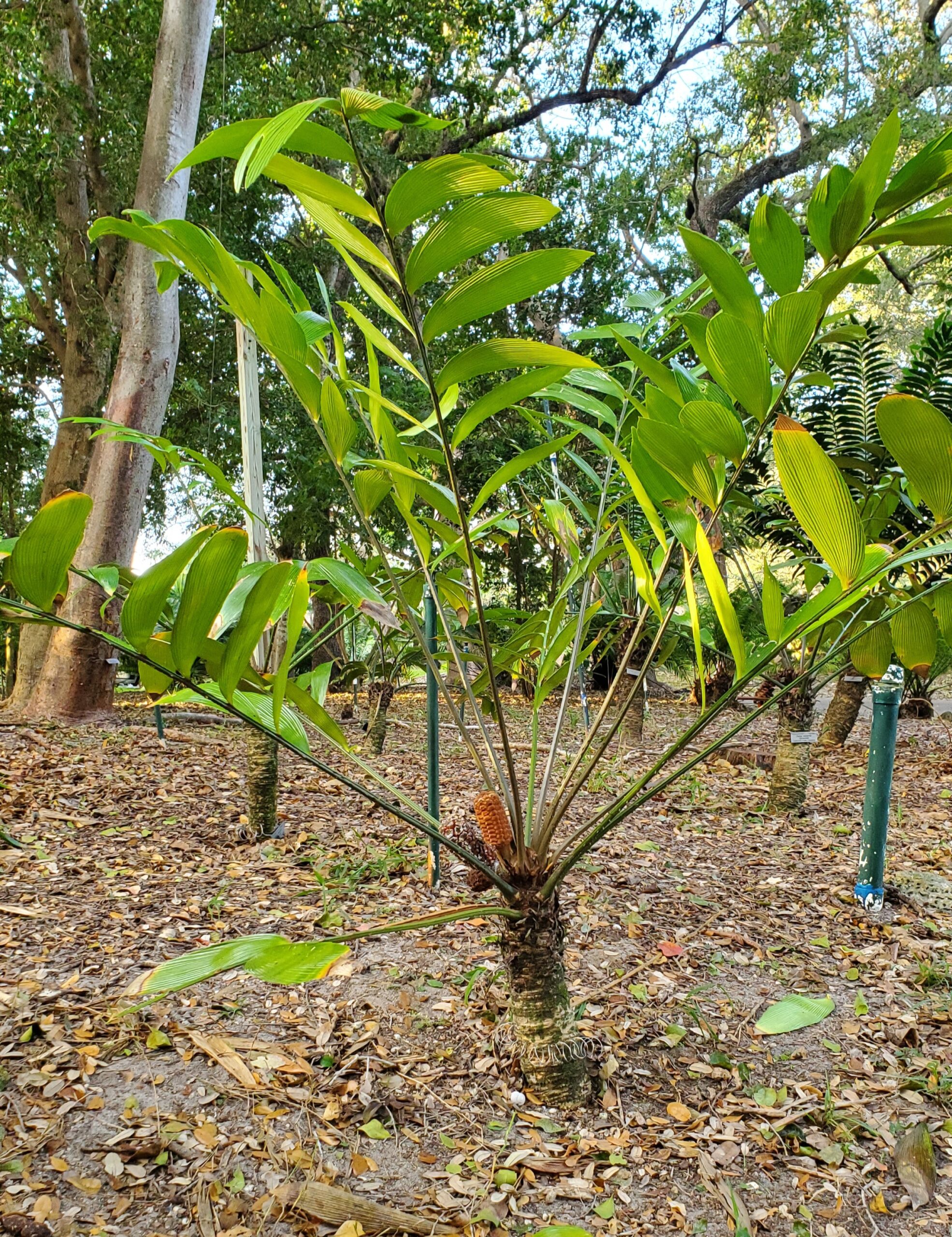 Zamia nesophila – Botanical Auctions