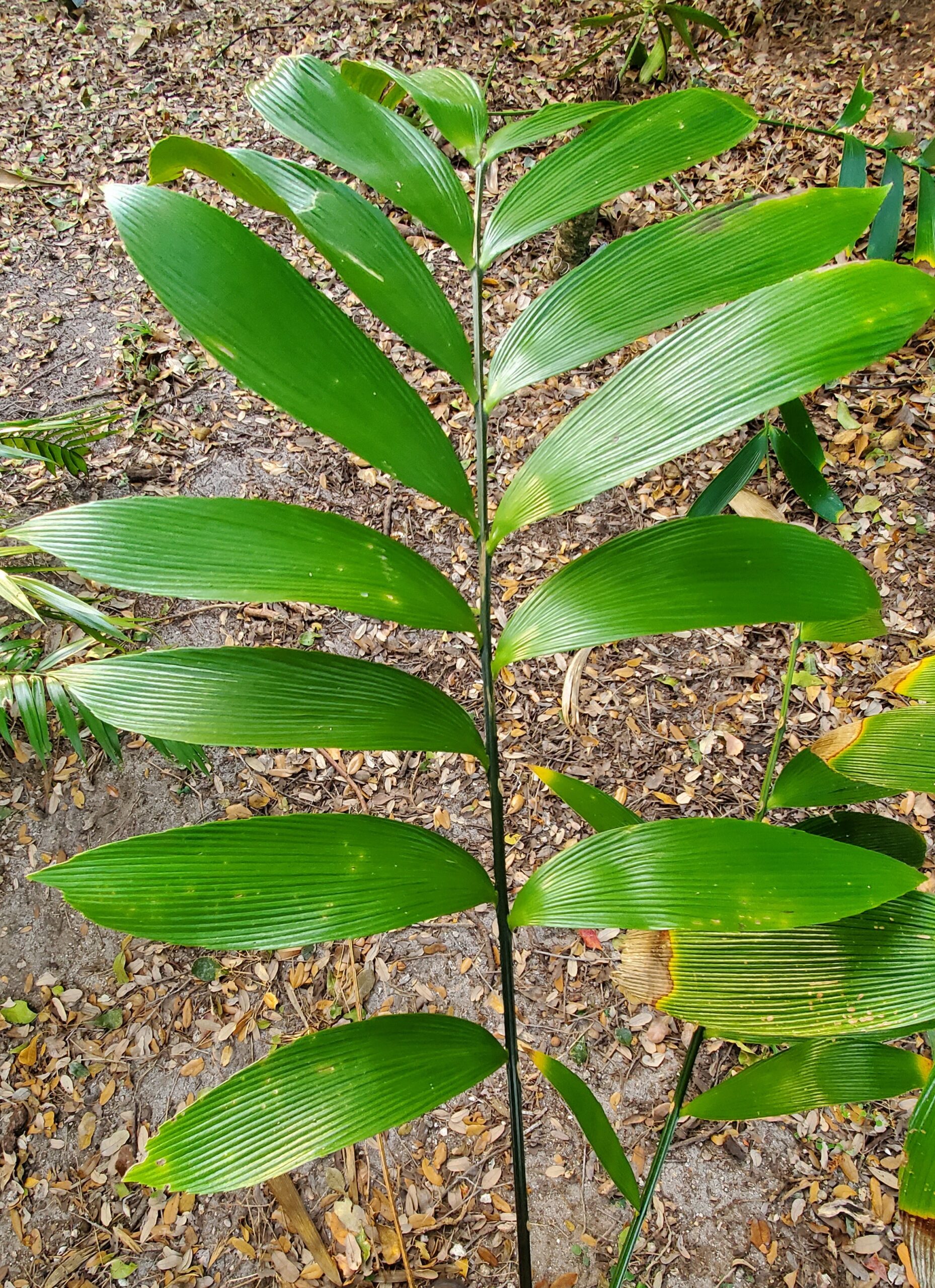 Zamia nesophila – Botanical Auctions