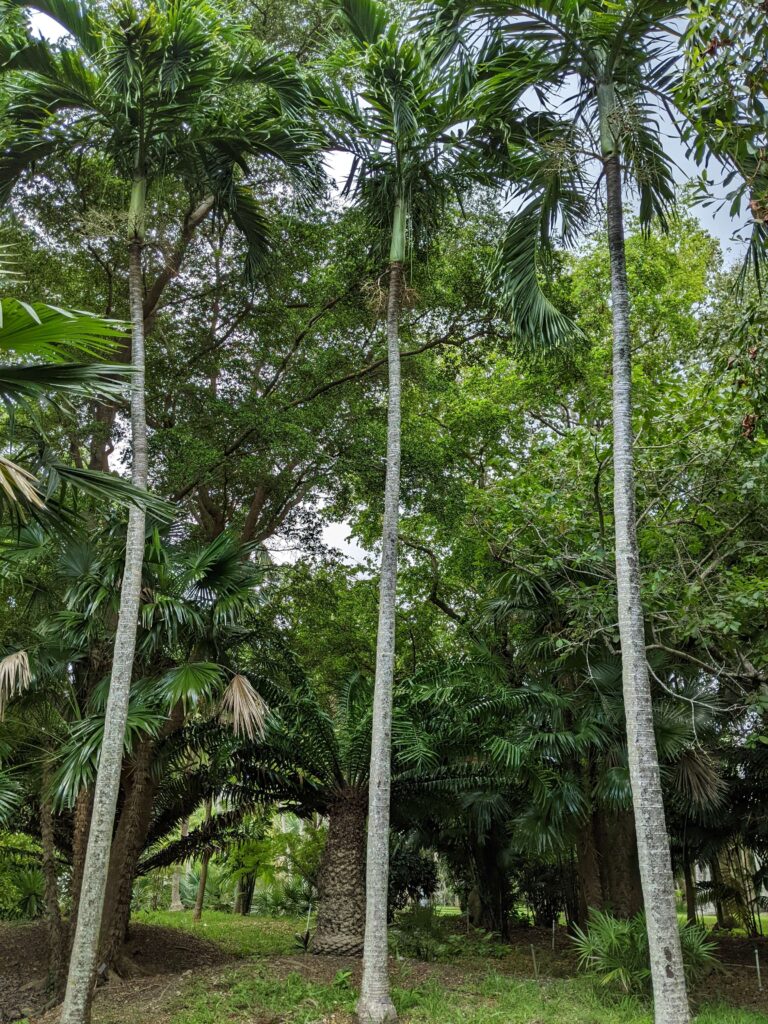 Adonidia merrillii – Botanical Auctions