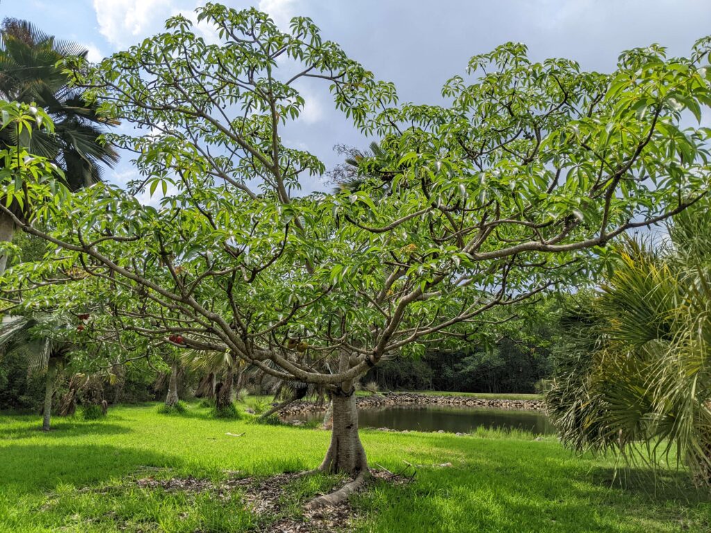 Sterculia foetida – Botanical Auctions