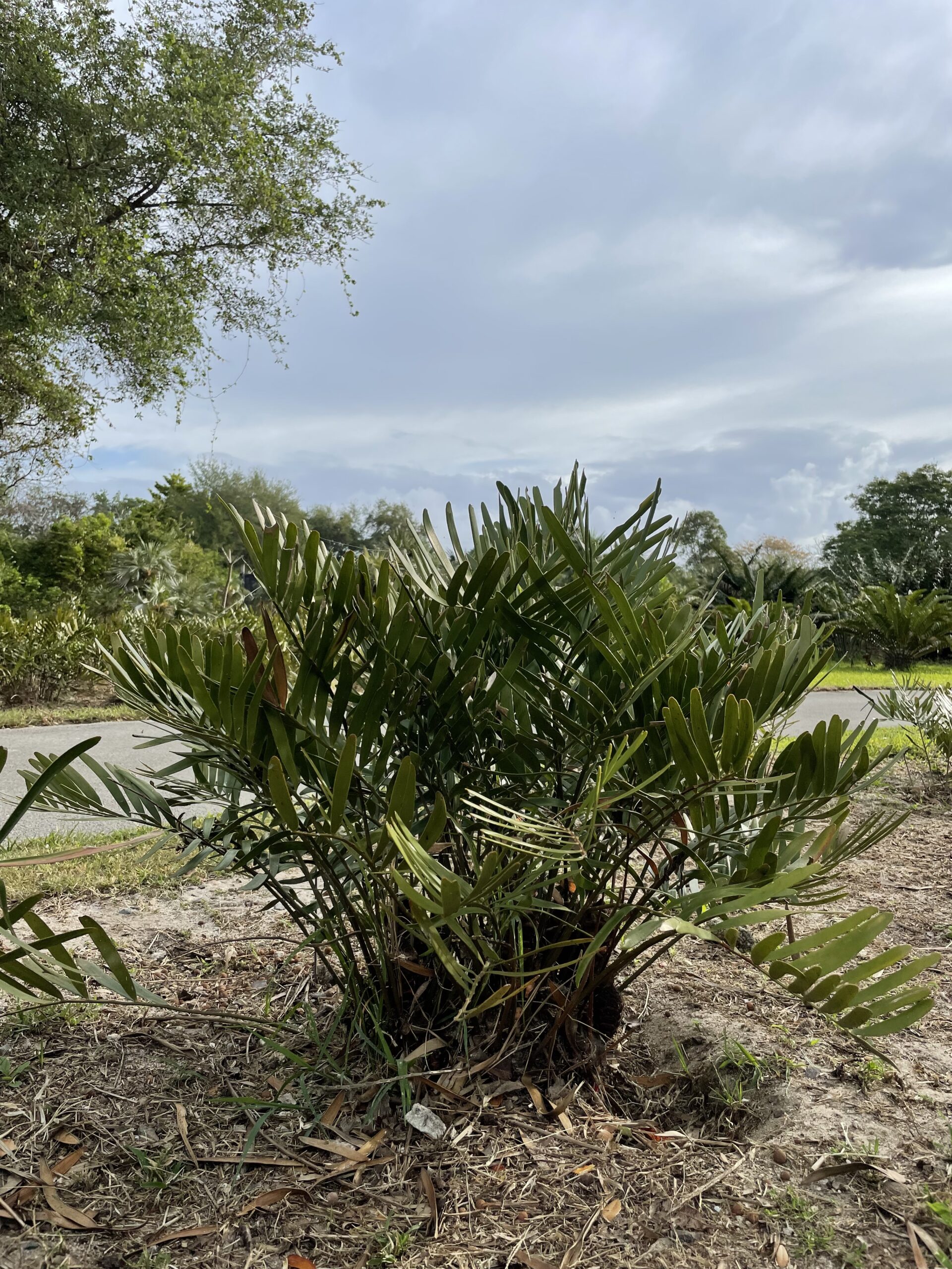 Zamia lucayana – Botanical Auctions