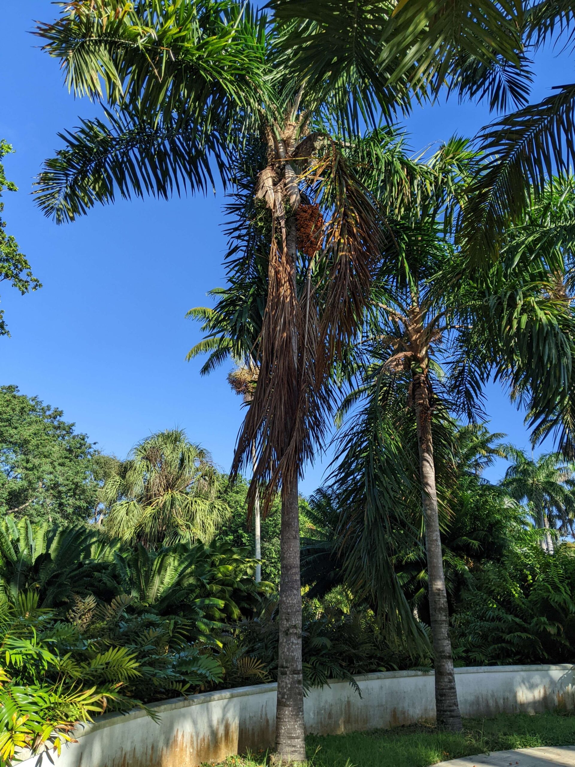 Syagrus sancona – Botanical Auctions