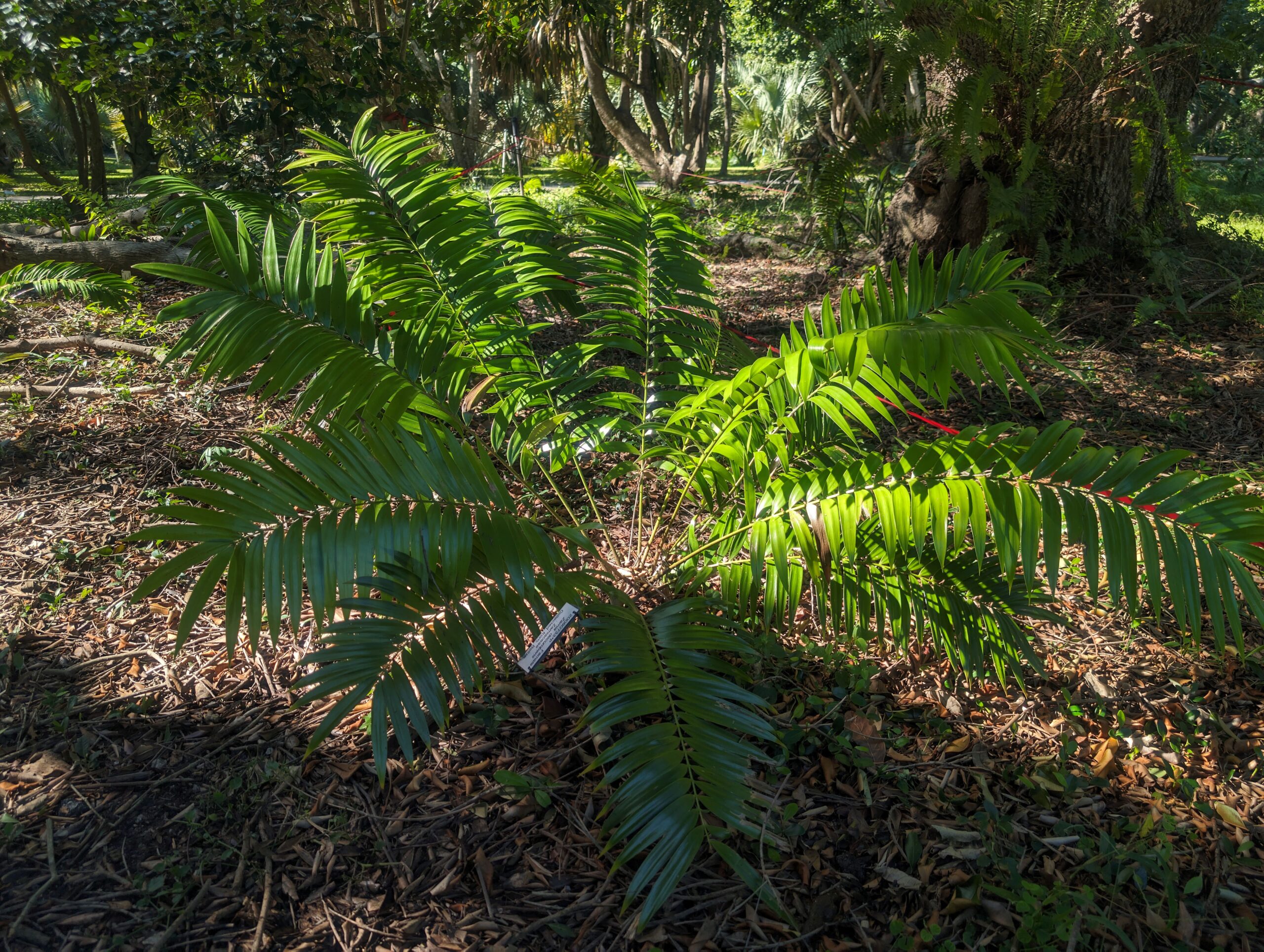 Zamia decumbens – Botanical Auctions