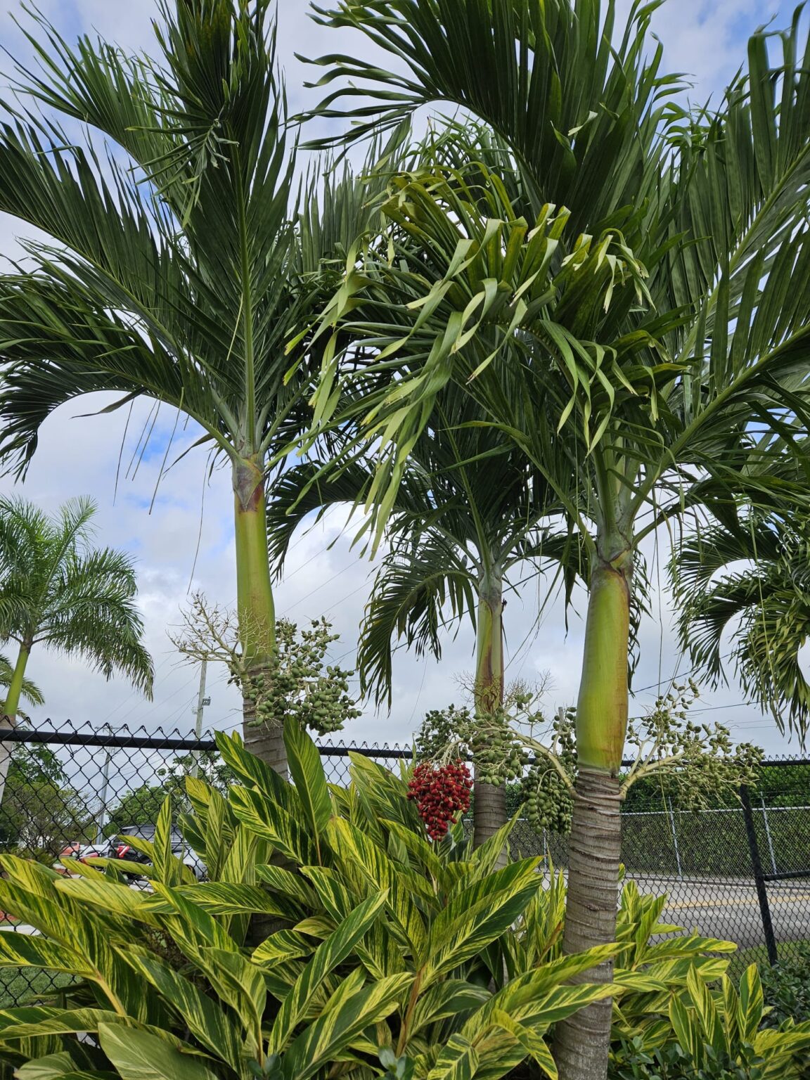 Adonidia merrillii – Botanical Auctions