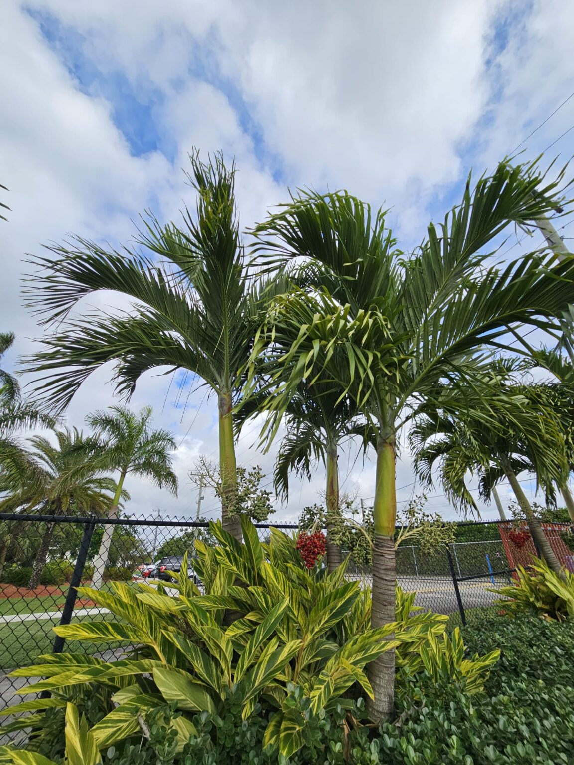 Adonidia merrillii – Botanical Auctions