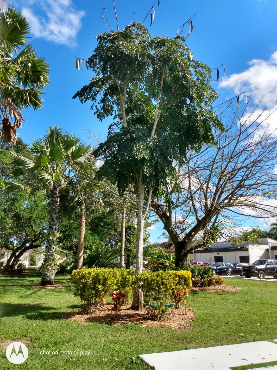 Oroxylum indicum – Botanical Auctions