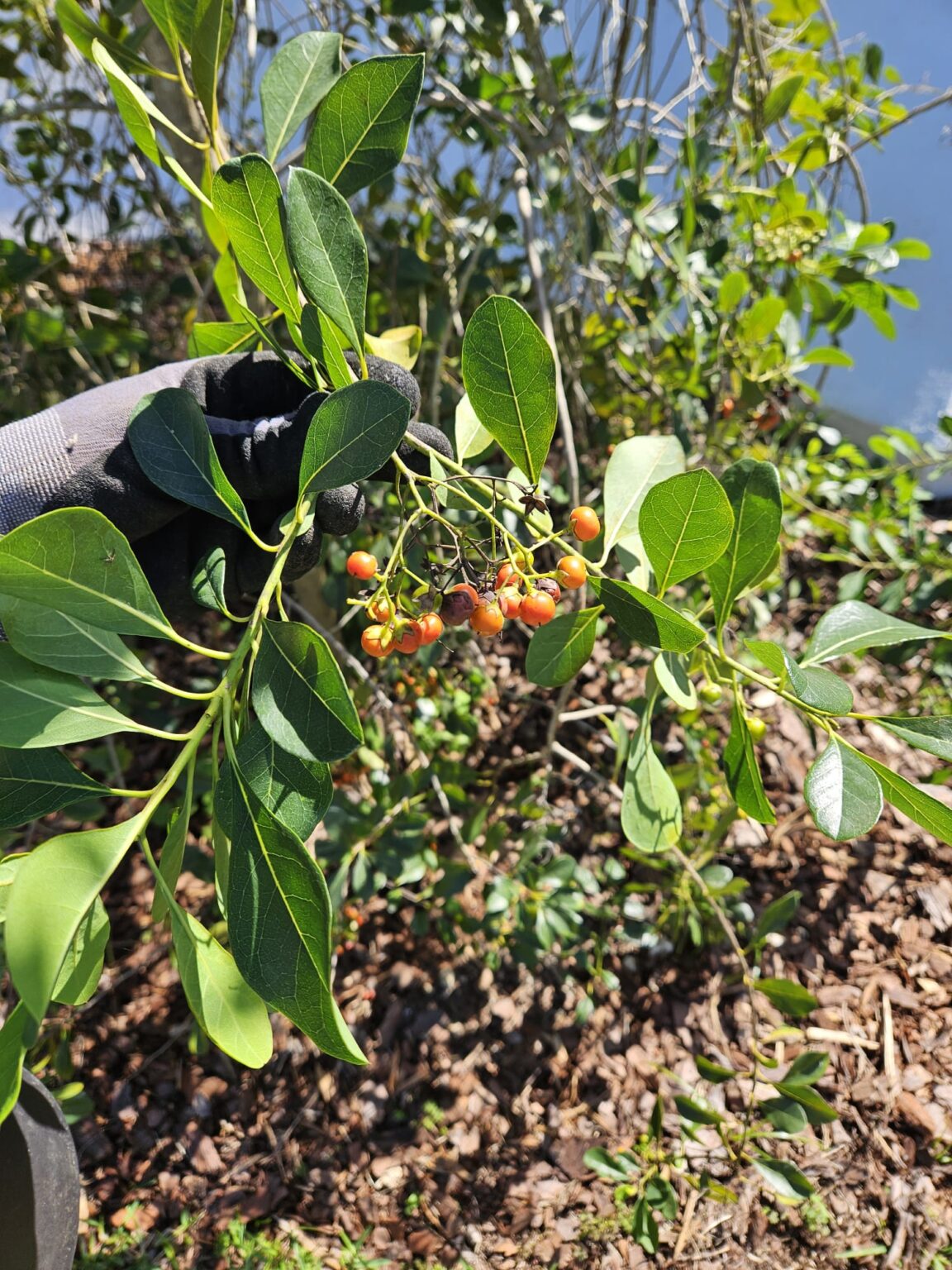 Bourreria succulenta – Botanical Auctions