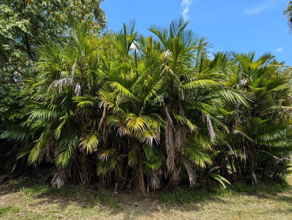 Bactris major – Botanical Auctions