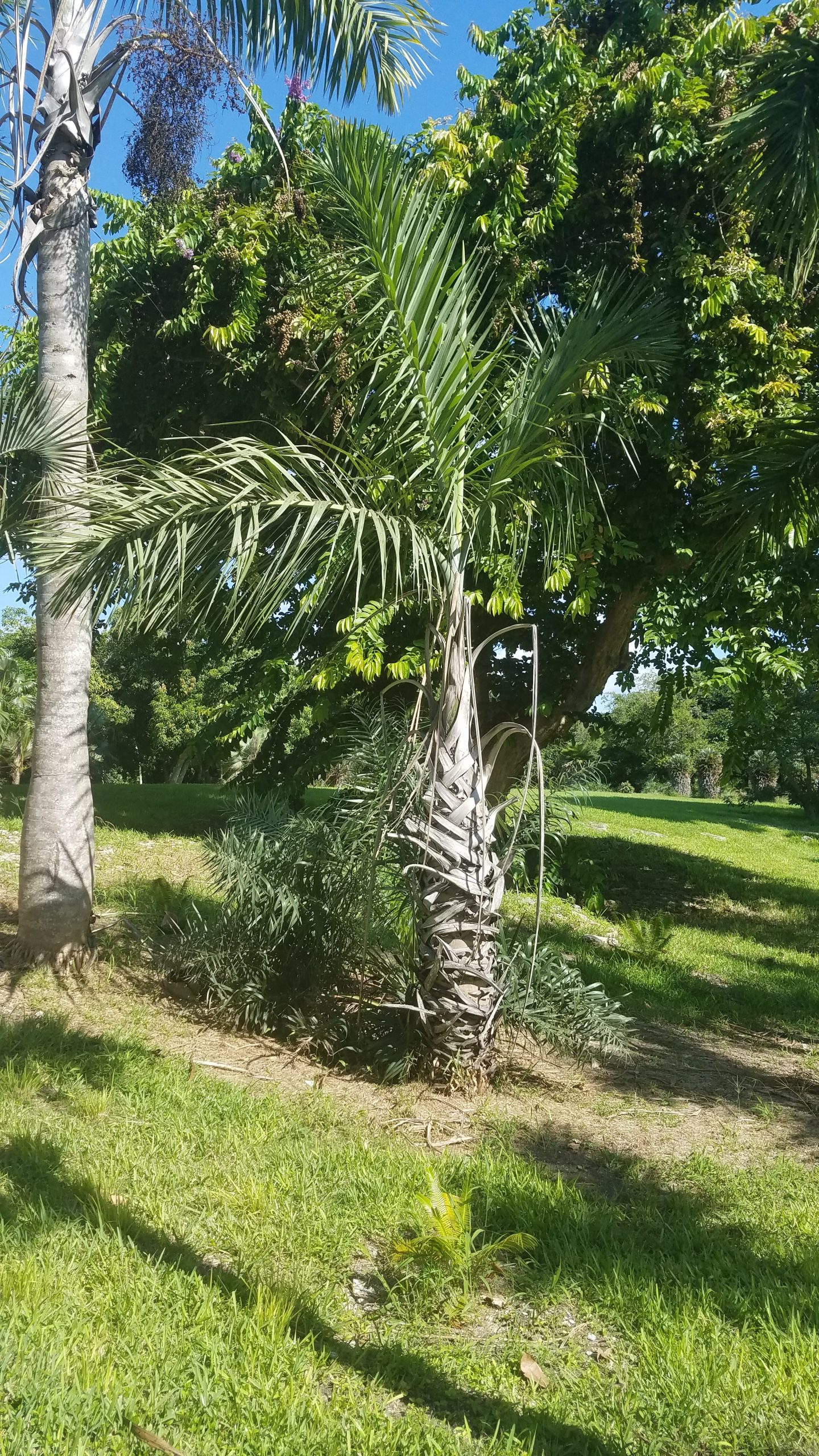Gaussia princeps – Botanical Auctions
