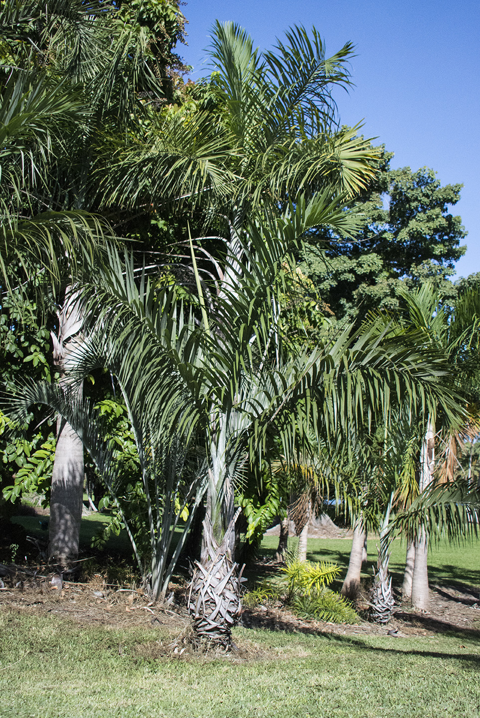 Gaussia princeps – Botanical Auctions