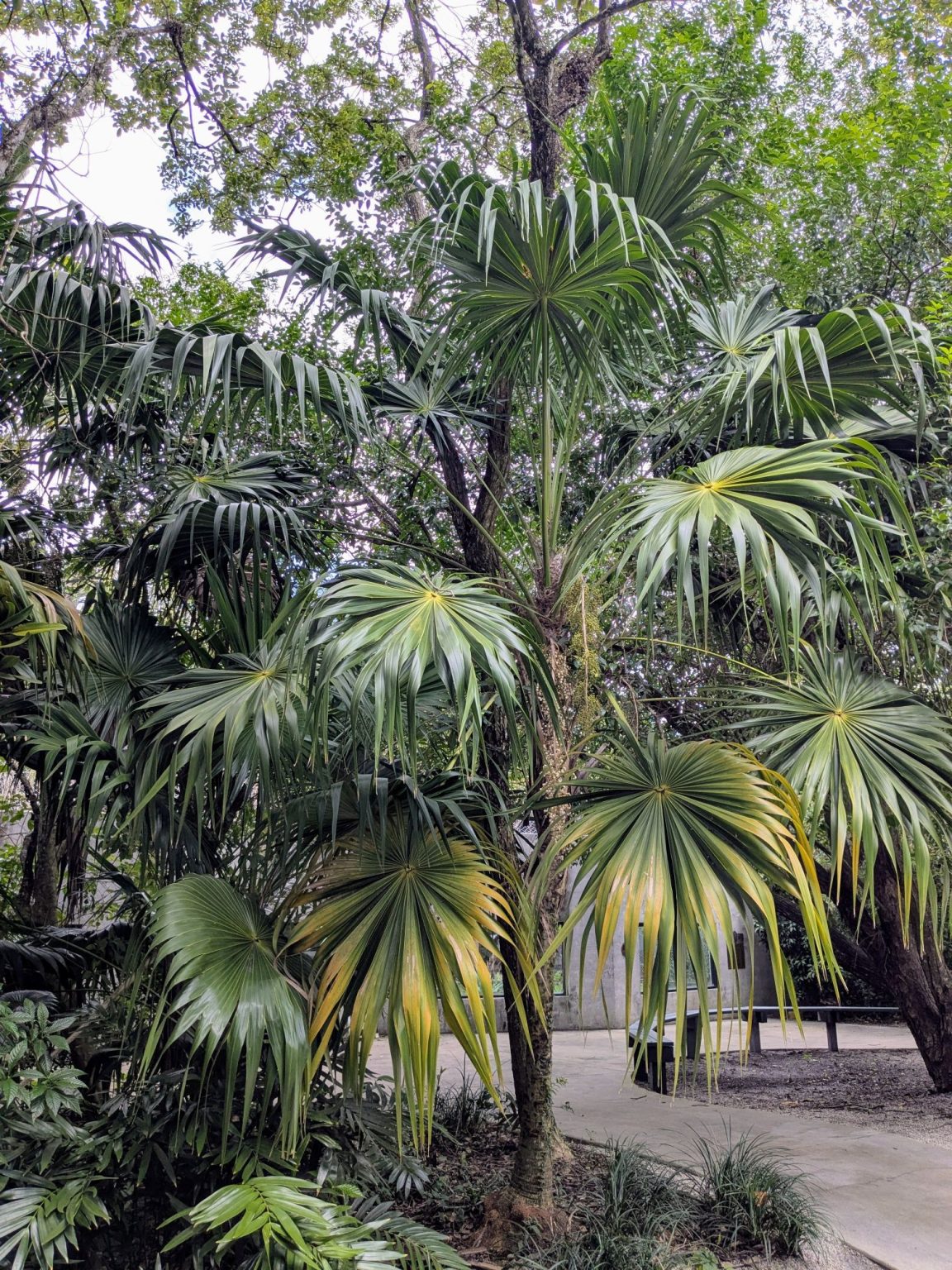 Thrinax radiata – Botanical Auctions